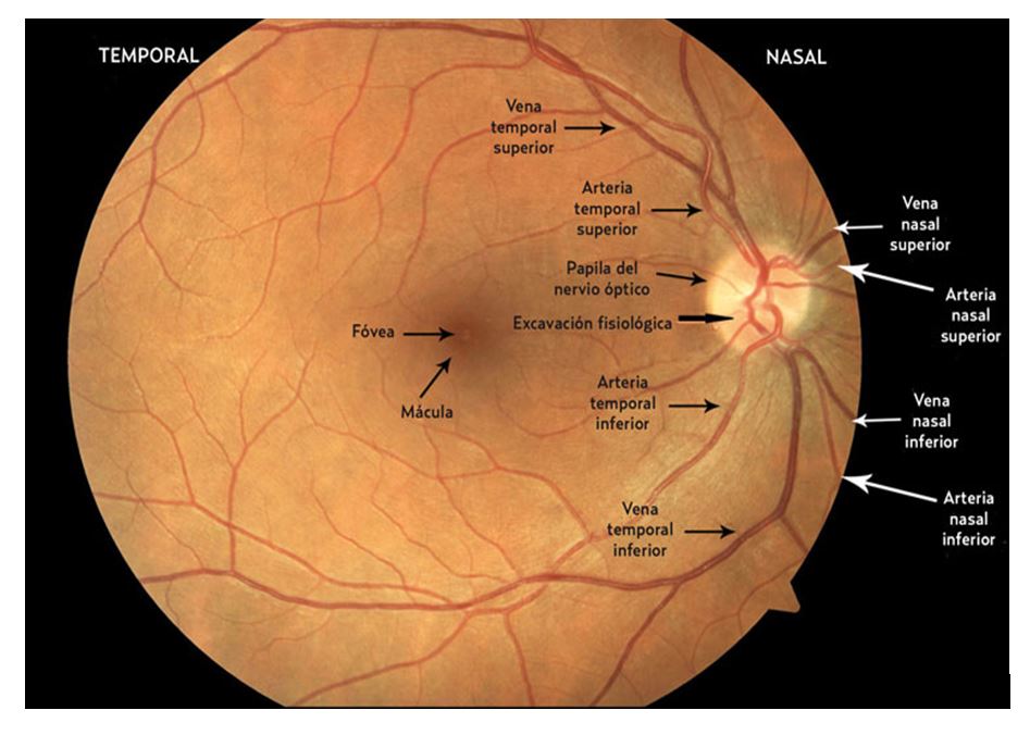 7.1. Funcionamiento del ojo | Share4Rare